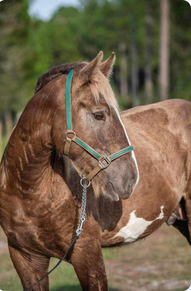 2 Tone Overlay Tan / Green – El Sueno Espanol